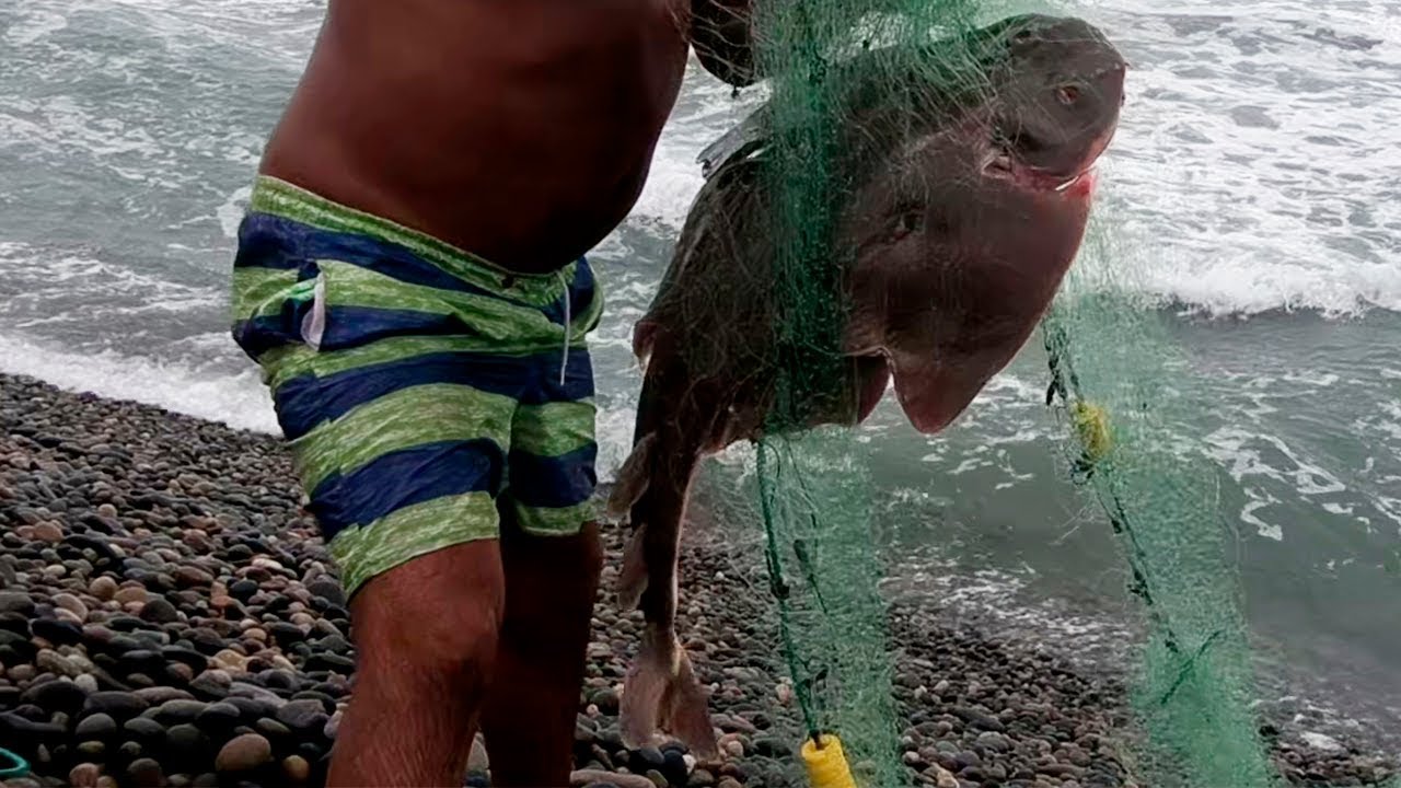 Hombre PESCA Angelote Pez Ángel y Lenguado de Orilla con Red - YouTube