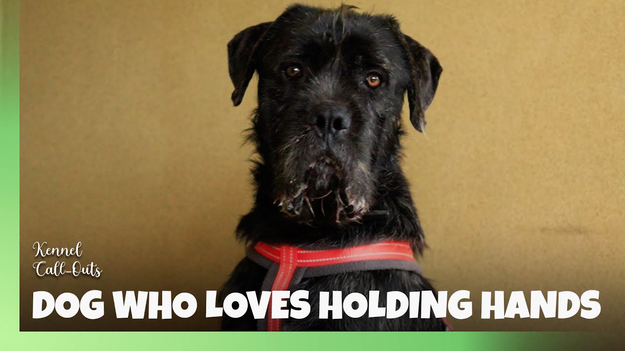 Alfred The Great The Dog That Loves Holding Hands | The Dog House 🐶 ...