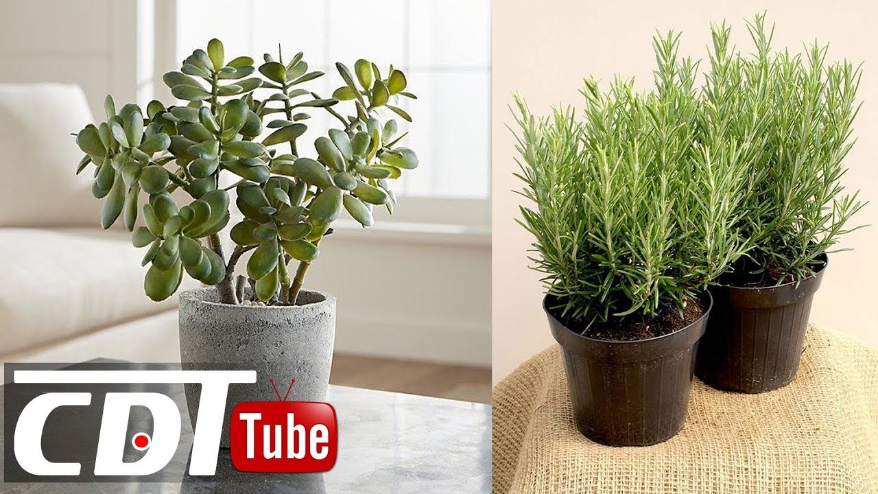 10 plantes qui portent chance et apportent une énergie positive dans la ...