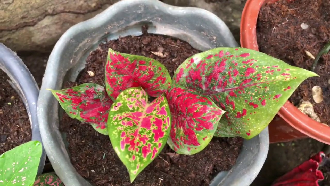 Bartering CHALLENGE of our Pagoda Cardboard Plant to Popeye Plant ( Fat ...