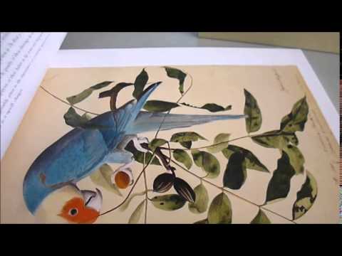 AUDUBON: EARLY DRAWINGS - YouTube