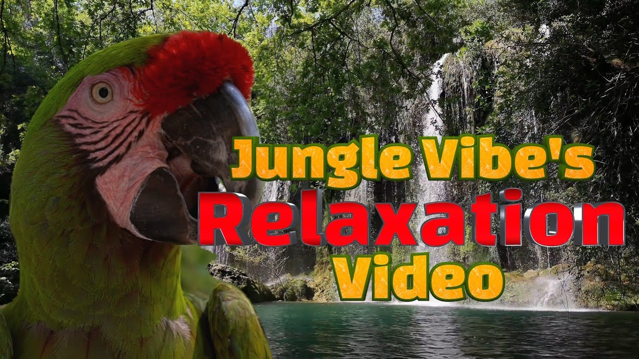 Jungle Vibe's Relaxation Video - YouTube