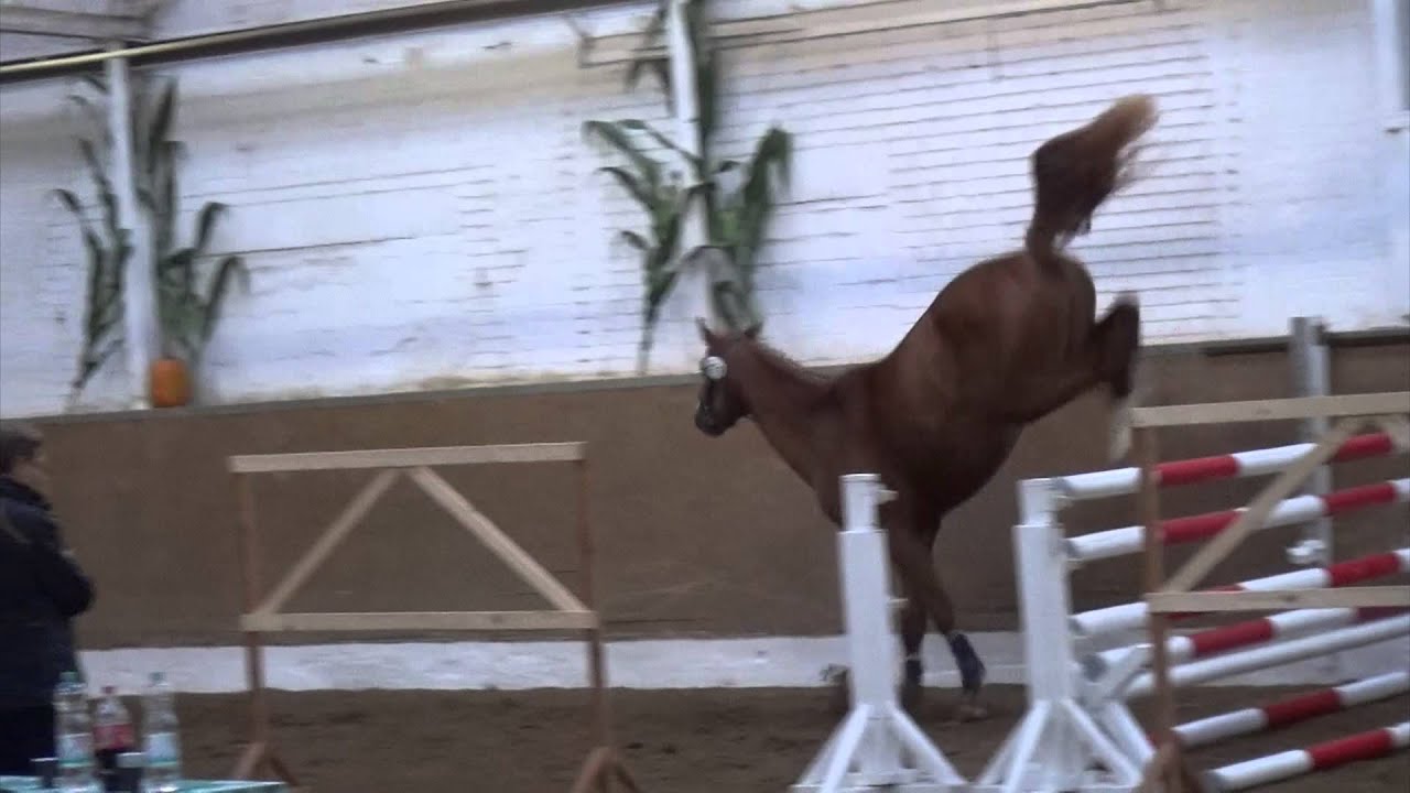 Balou du Rouet-Argentinus stallion * 2013 - YouTube