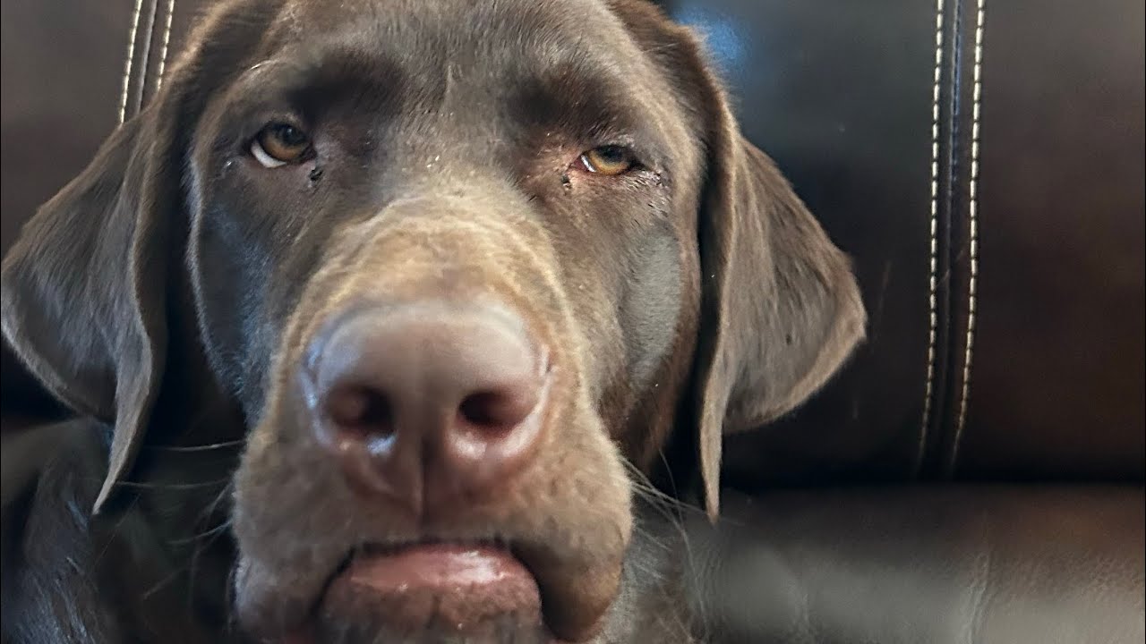 Compilation of a Derpy Dog - YouTube