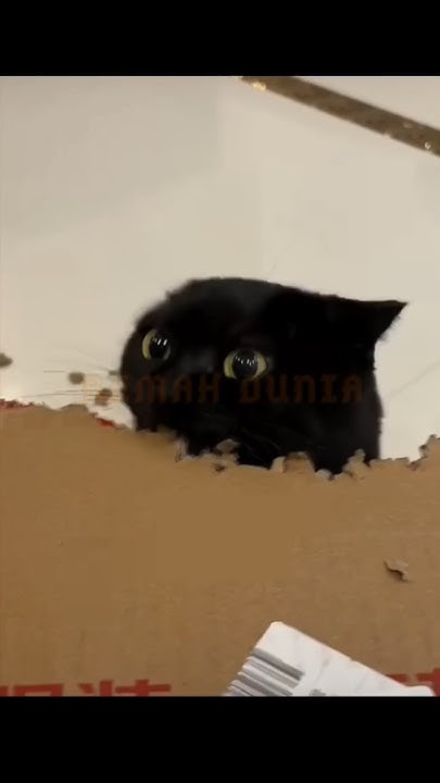 Random cats 🤯 - YouTube