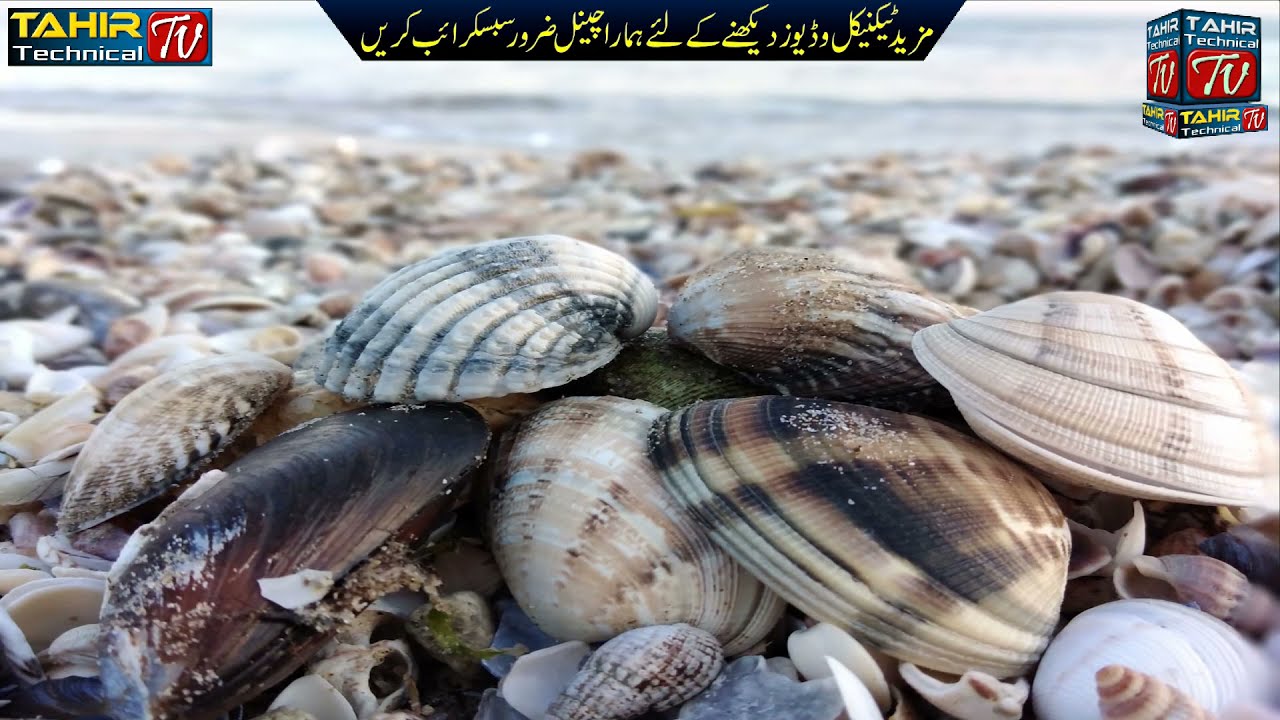 Florya Güneş Plajı Istanbul, Sea Shells On Istanbul's Beaches, SeaShell ...