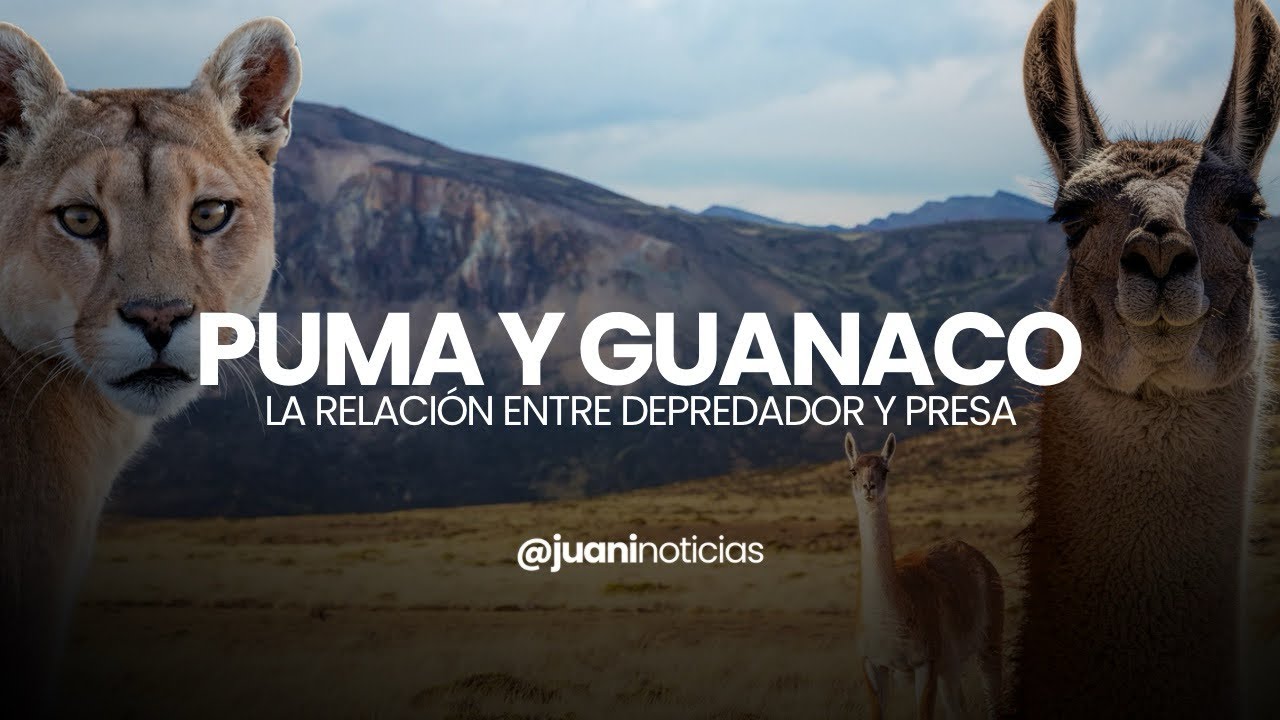 El PUMA y el GUANACO: depredador y presa - YouTube