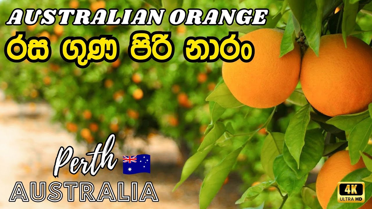 Australian Orange 🍊 Australia 🇦🇺 | රස ගුණ පිරි නාරං - YouTube