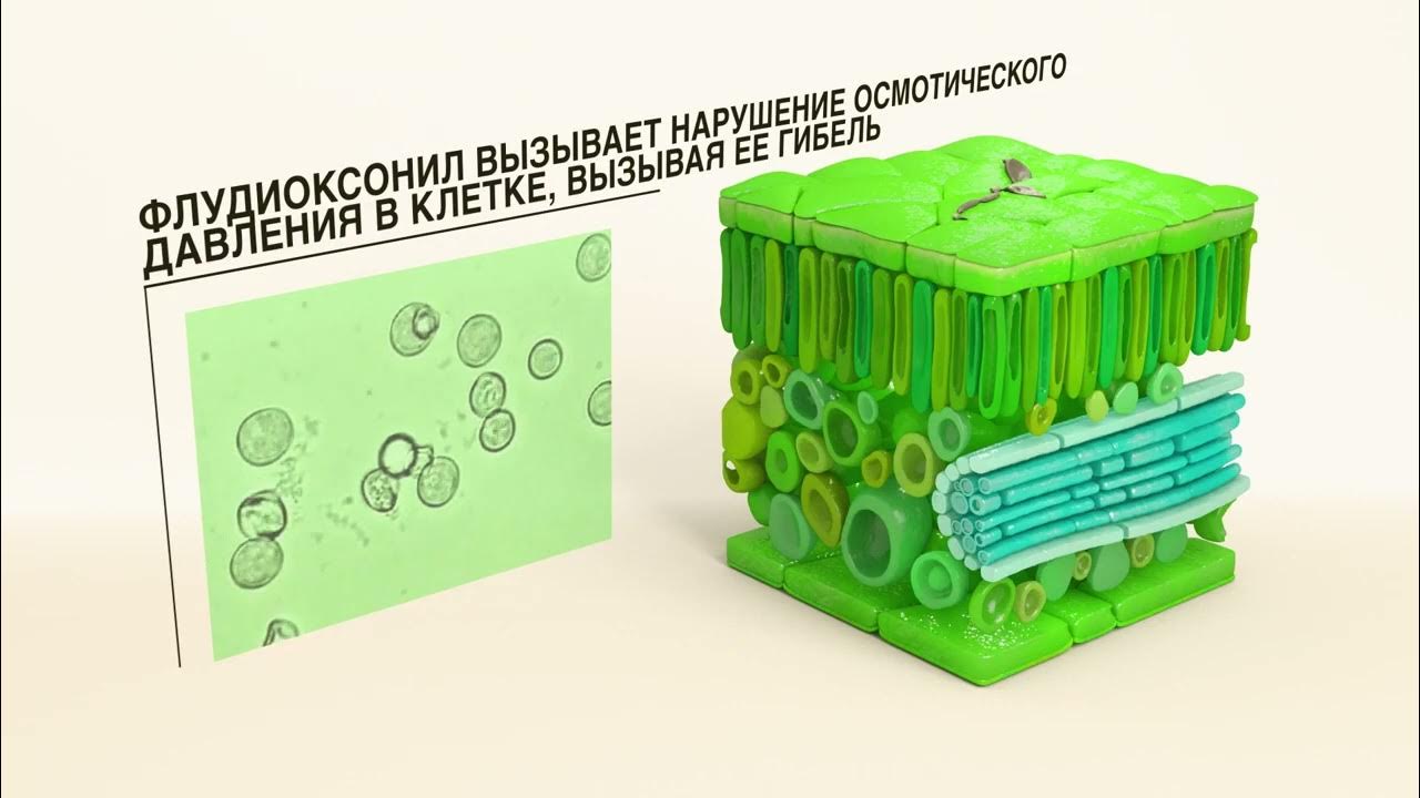 СВИТЧ — как работает непревзойденный фунгицид в борьбе с серой гнилью ...