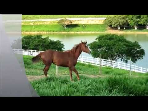 INDIAN JAY TIGER FC - YouTube