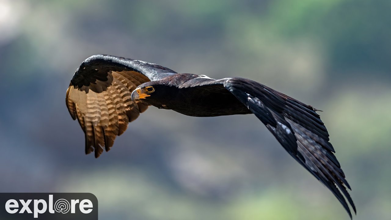 Black Eagle Bird Hd