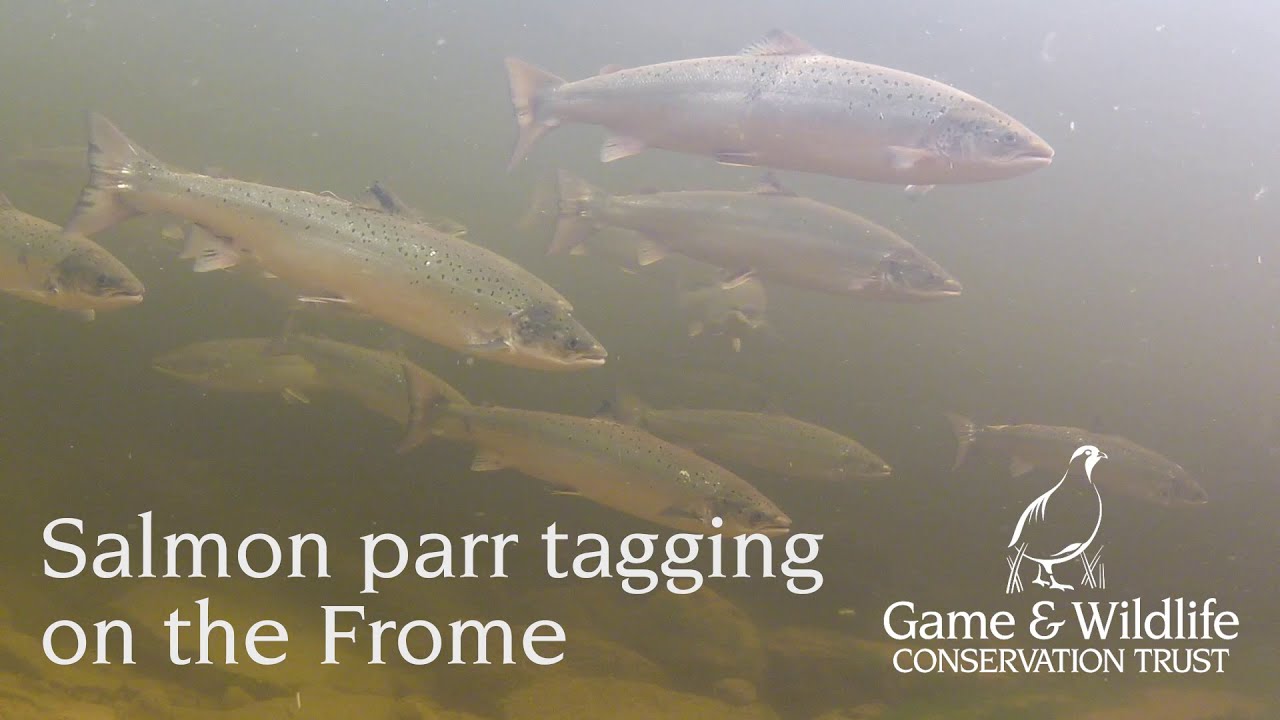 Atlantic Salmon Parr Atlantic Salmon Identification
