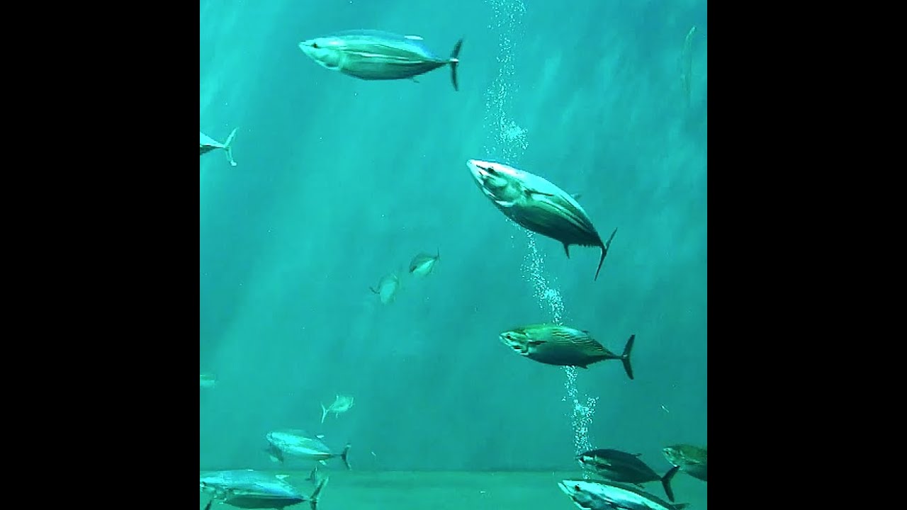 カツオ Skipjack tuna,Bonito アクアマリンふくしま Aquamarine Fukusima - YouTube