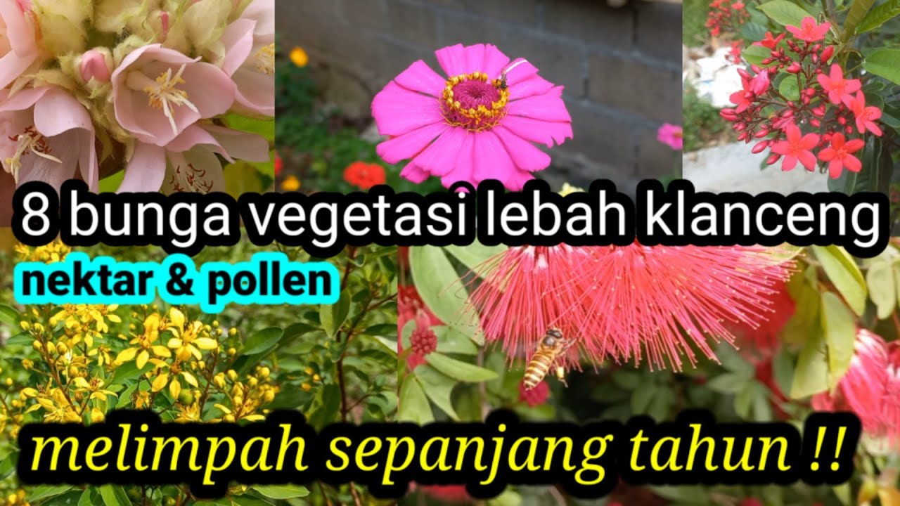 bunga vegetasi lebah klanceng yg berbunga tanpa musim. #vegetasi # ...
