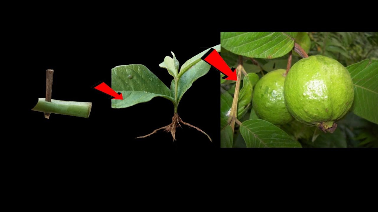 how to quickly plant guava trees with taro stems - YouTube