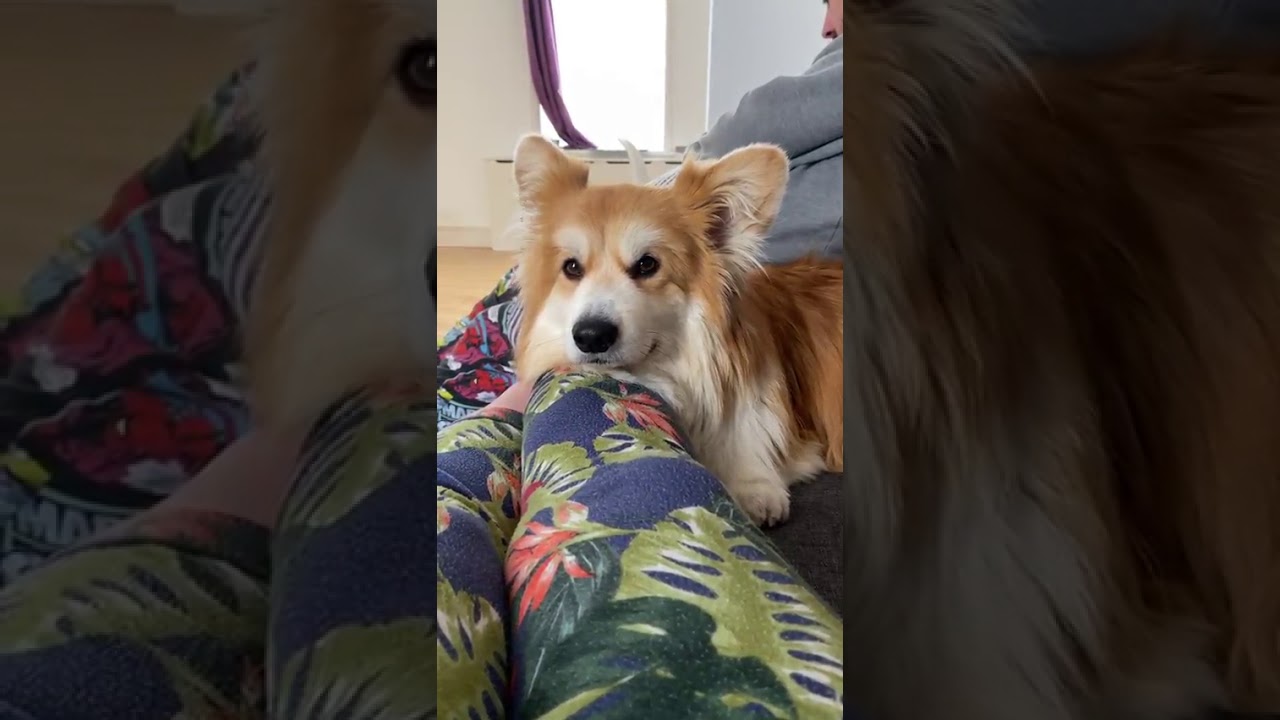 Best stories Marcel “Le Corgi” in London (@lecorgi) daily selection 🔥 3 ...