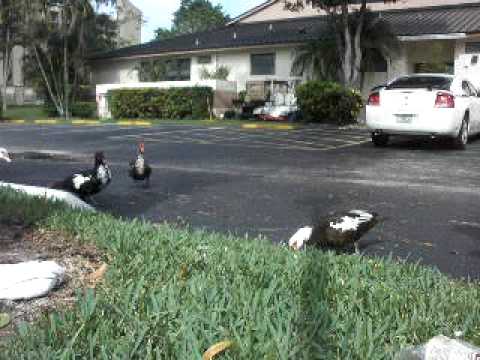 How to catch an injured duck - YouTube
