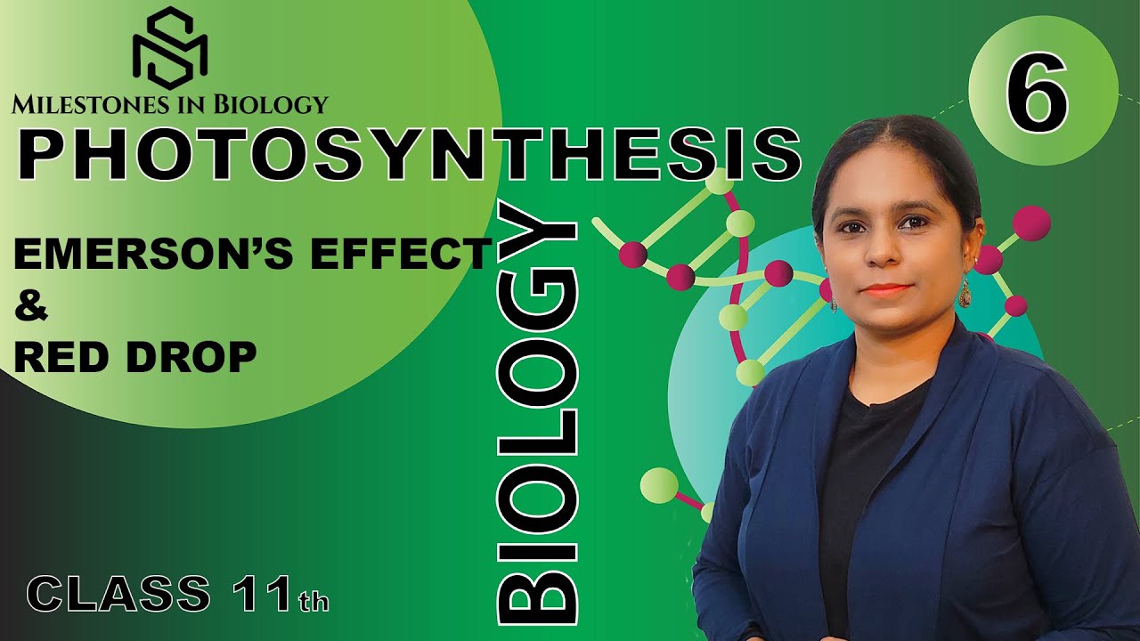 Emerson's Effect and Red Drop | PHOTOSYNTHESIS | NEET | Milestones in ...