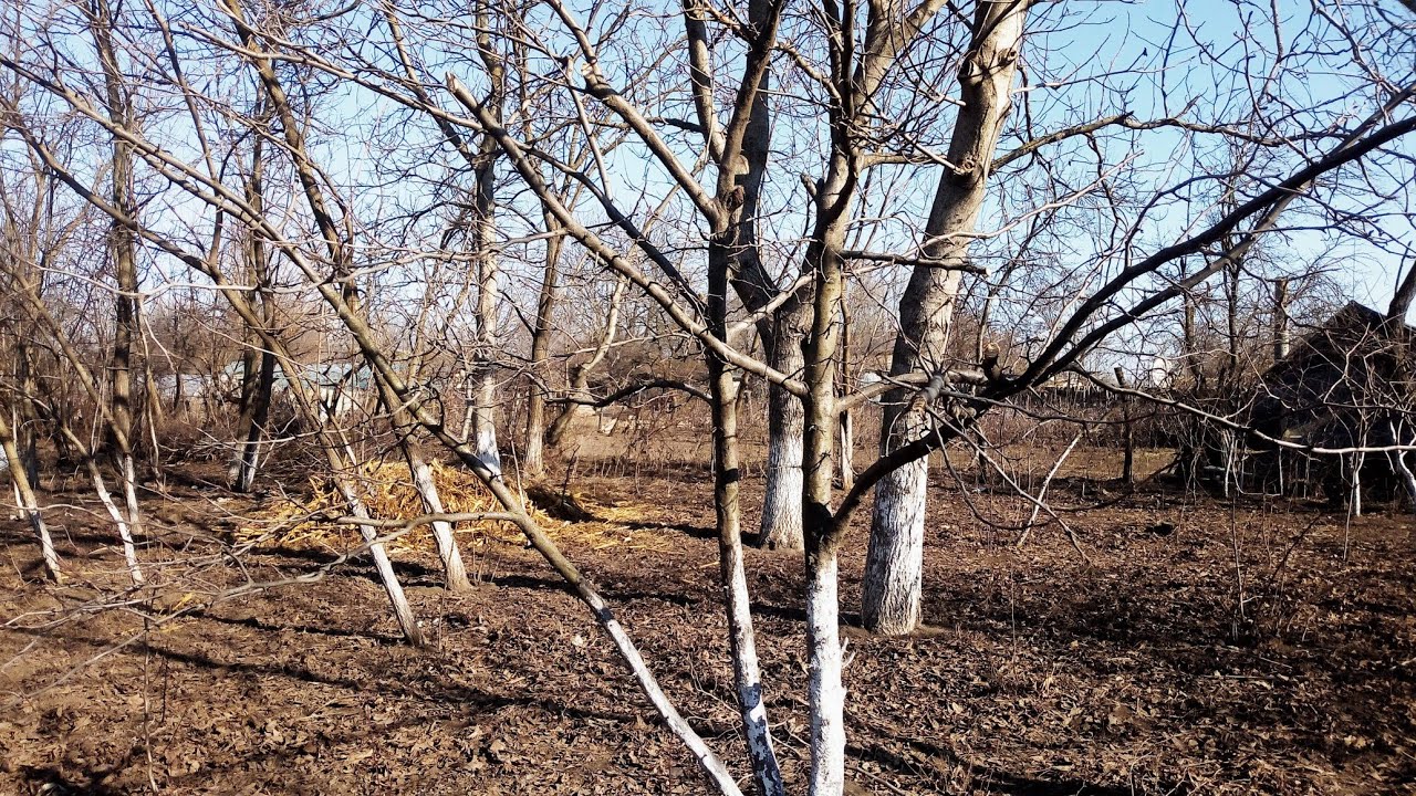 Tăierea pomilor pentru începători!Tăieri la prun. - YouTube