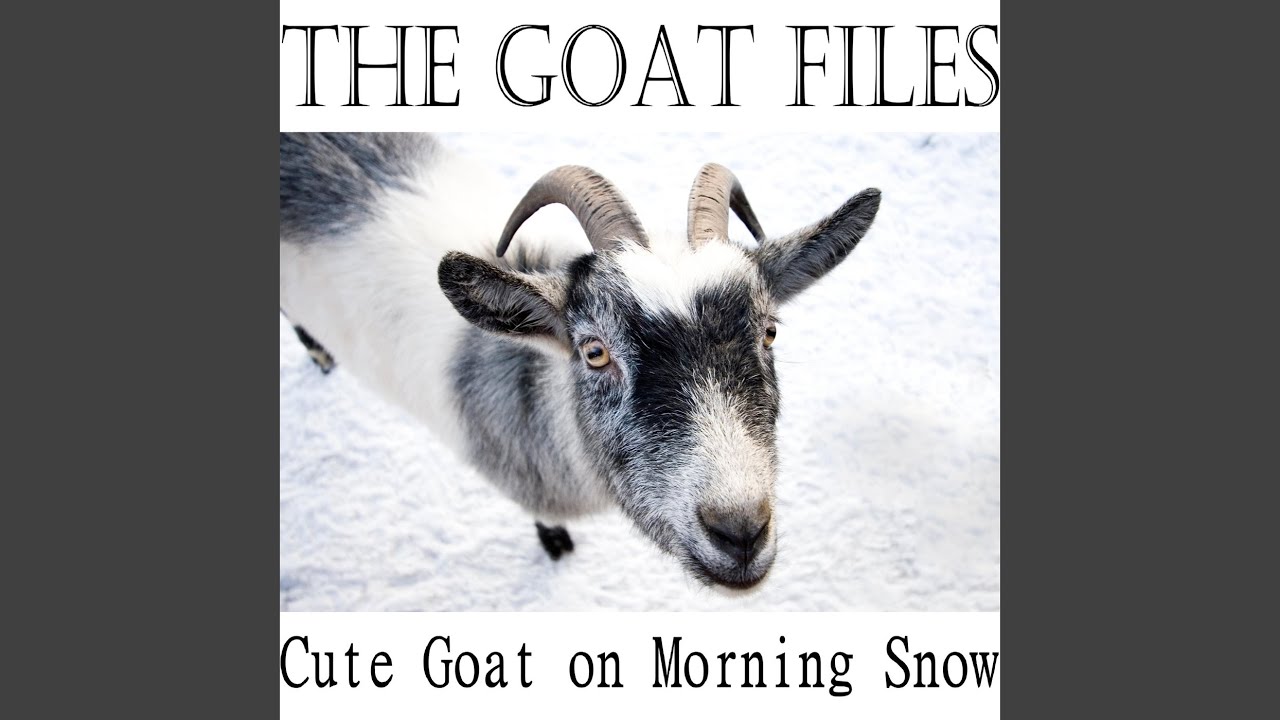 Cute Goat on Morning Snow - YouTube