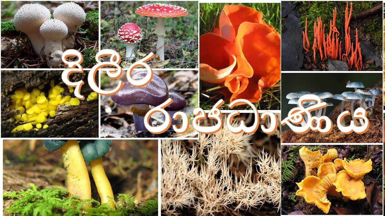 Kingdom Fungi | දිලීර රාජධාණිය හැඳින්වීම | AL biology lessons in ...
