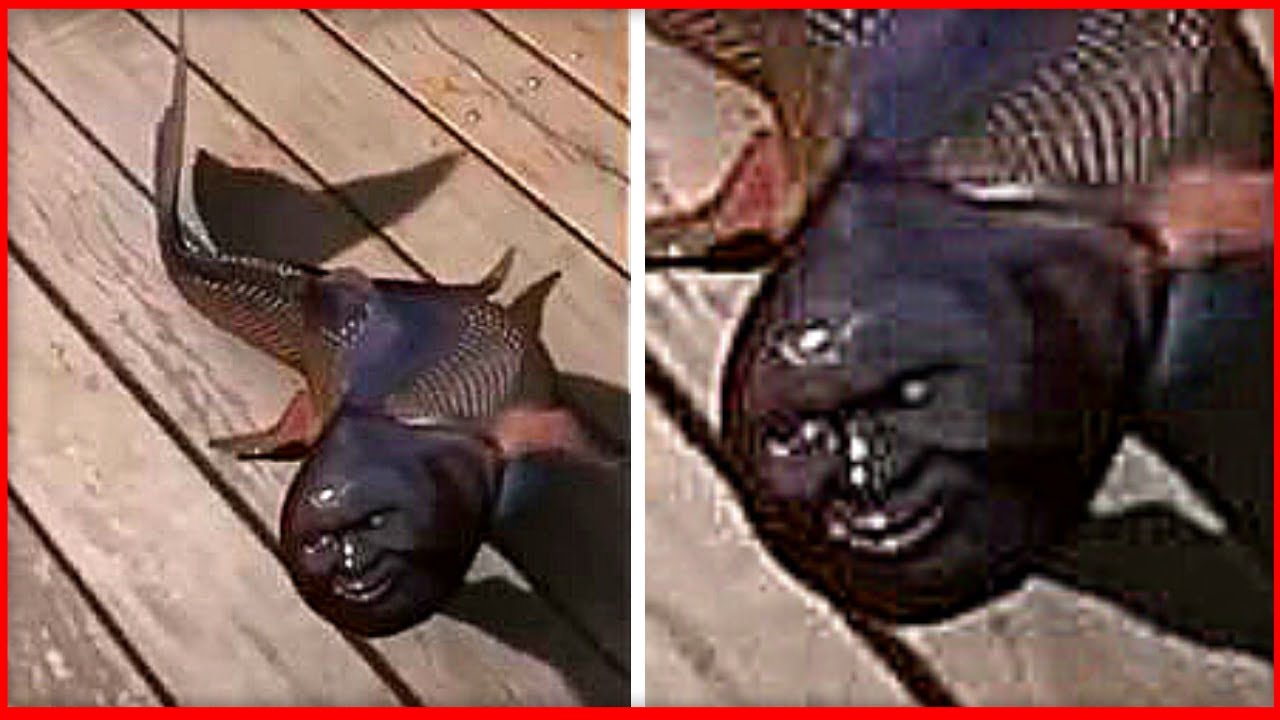 10 Peces Más Extraños Escondidos En el Fondo Del Océano 😨 - YouTube