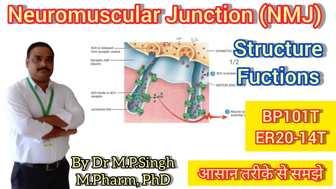 Neuromuscular Junction | Generation of Muscle Action Potential | Human ...