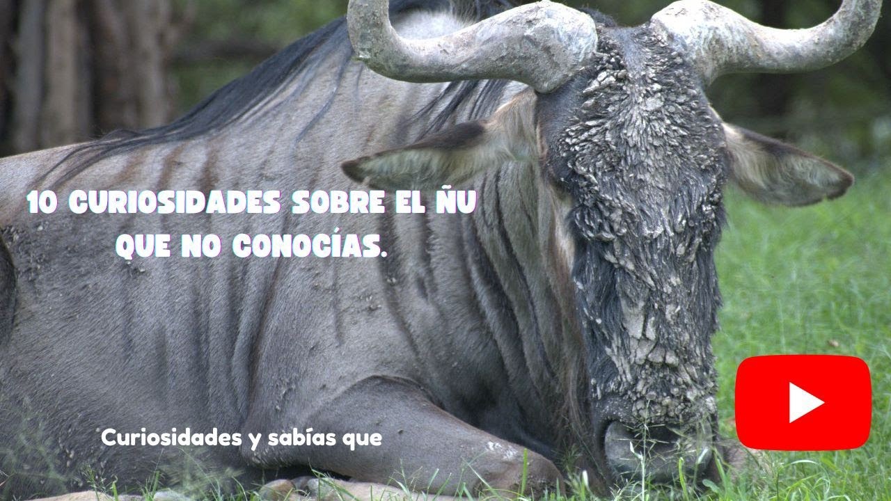 10 Datos interesantes sobre el Ñu que no conocías. - YouTube