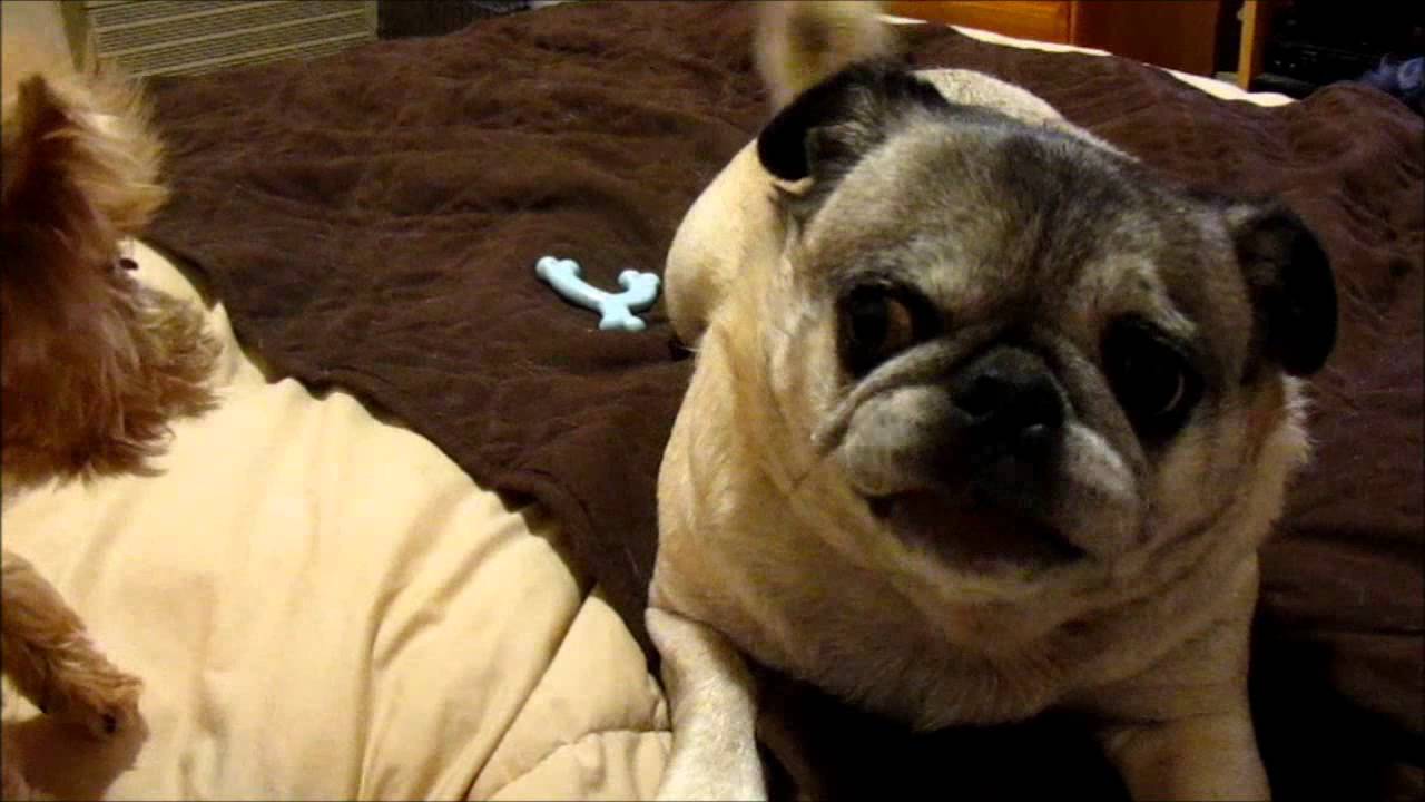 The World's Most Gentle Pug - Gremlin - YouTube