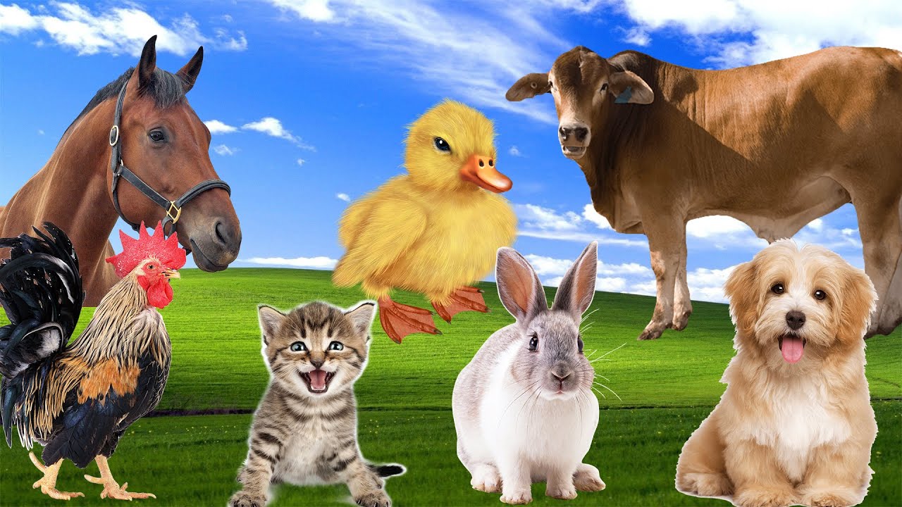 Live animal sounds - Cow, cat, monkey, goat, sheep, pig - YouTube