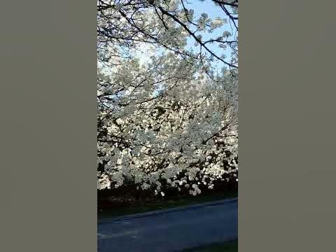 March into Spring 🌼🌱 - YouTube