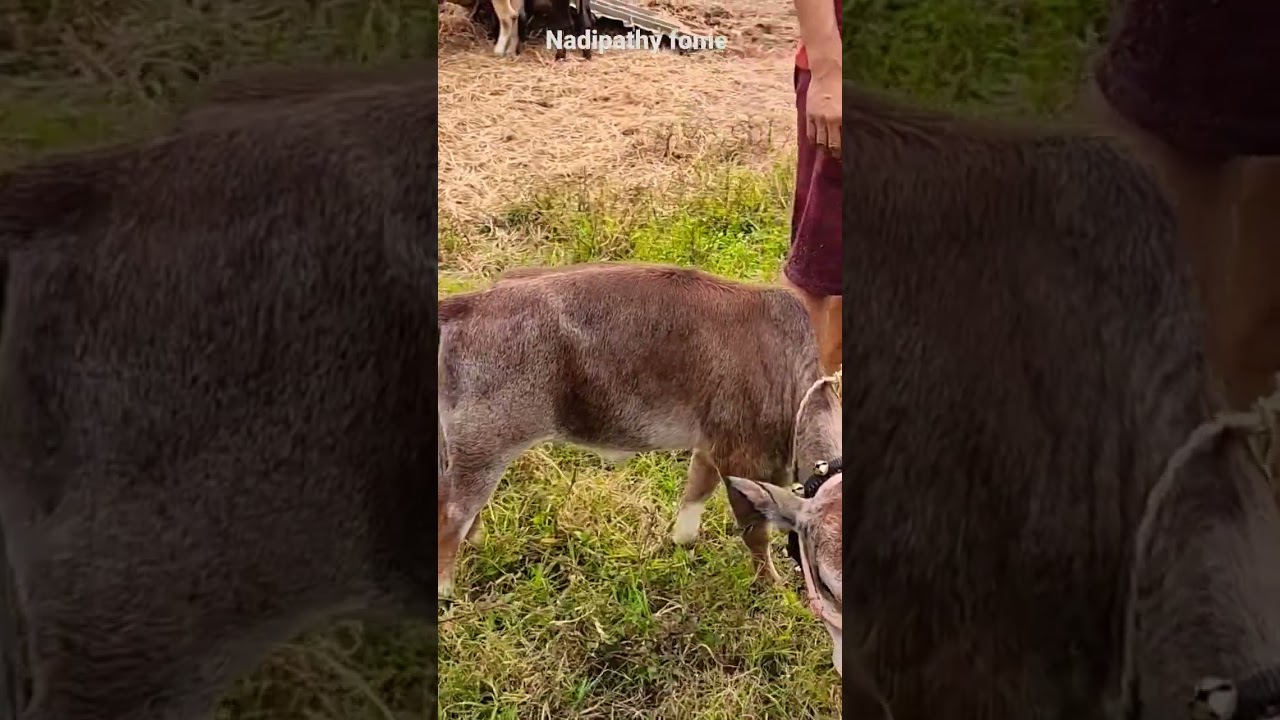 Mini cow # Miniatur punganuru Cow # Smallest cow # shortest cow - YouTube