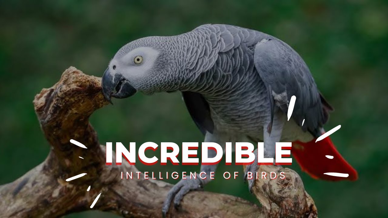 The Incredible Intelligence of Birds - YouTube