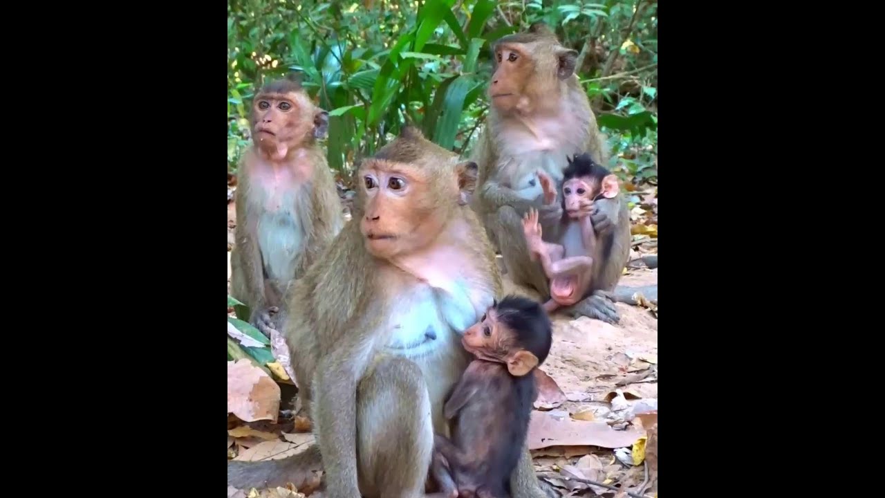 OMG ! Amazing Little Baby Monkey Family Monkey Feeling Good Relax Under ...