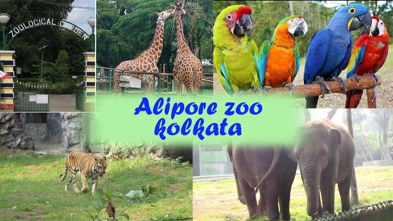 Alipore Zoological Garden in kolkata/After lockdown Alipore Zoo travel ...