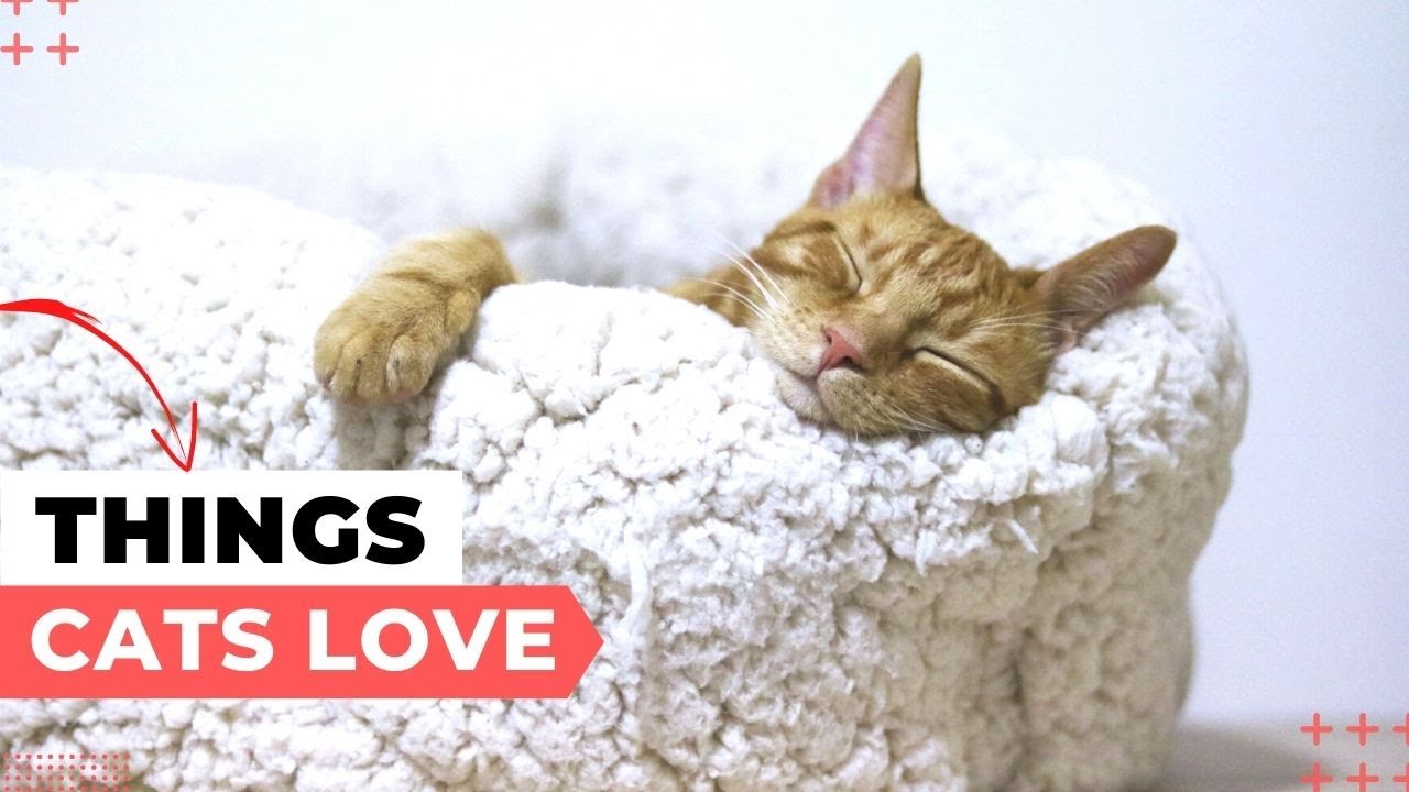 Things Cats Love Most! - YouTube
