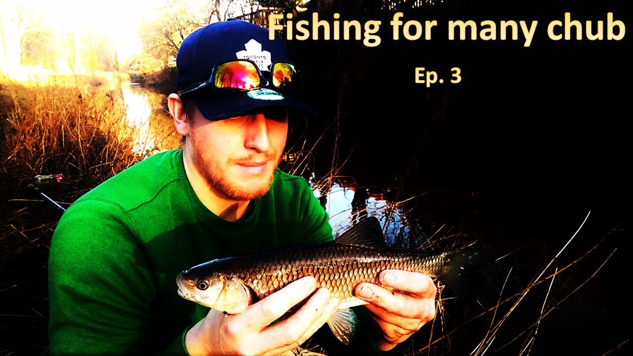 River Foss Fishing - Ep. 3: Fishing for many chub - YouTube