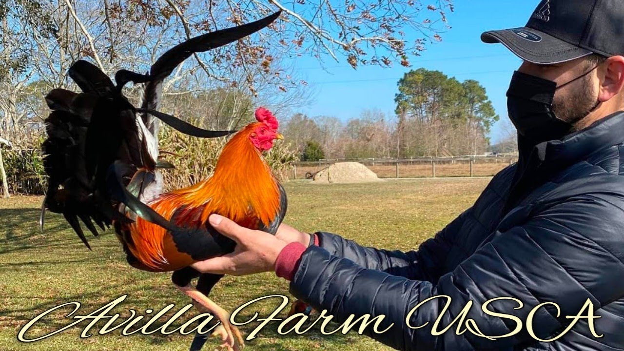 Sweater Yellow leg hatch - AVILLA FARM USA - YouTube