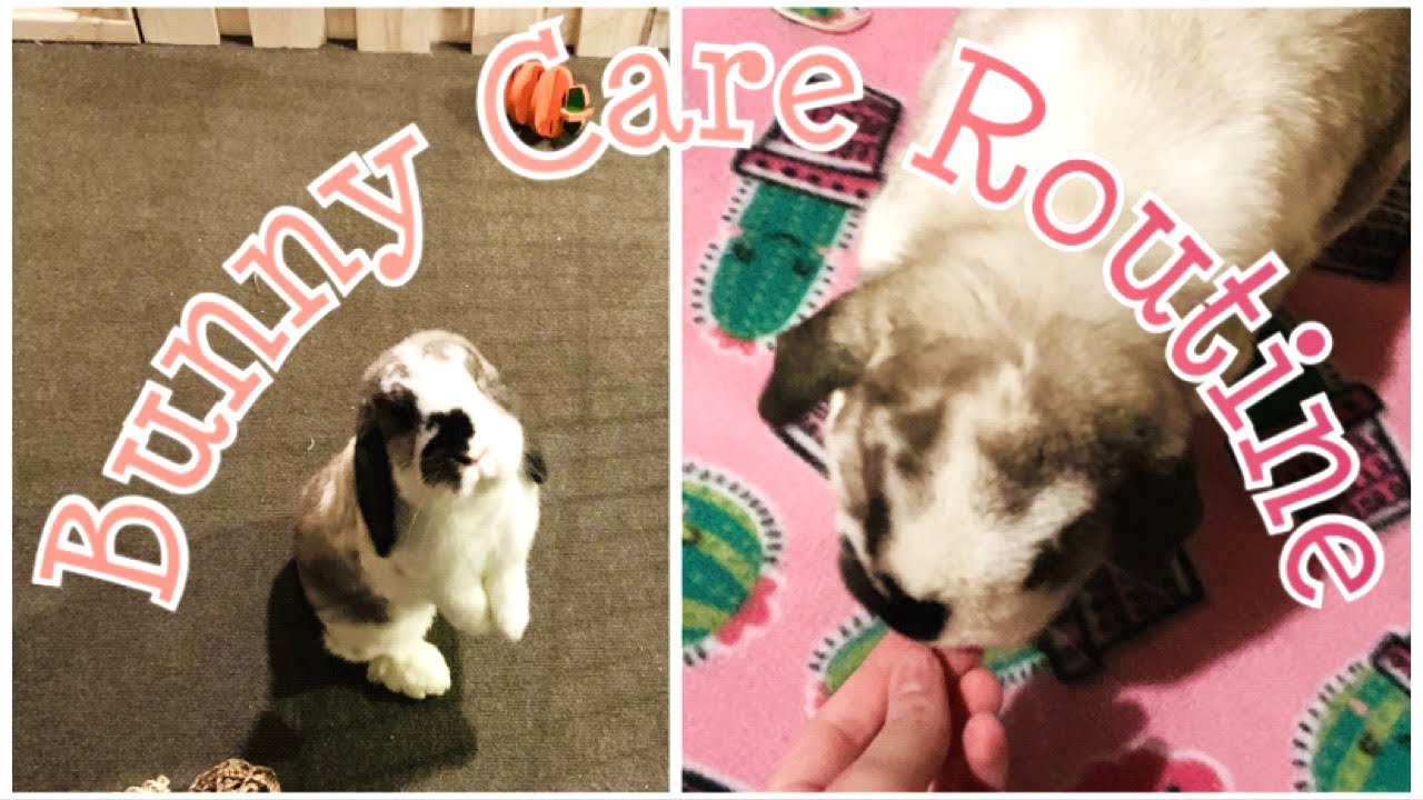 DAILY BUNNY CARE ROUTINE: Morning and Nighttime - YouTube