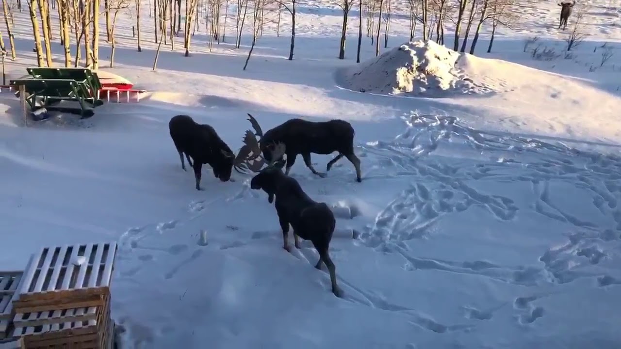 Moose gather in Fairplay - YouTube