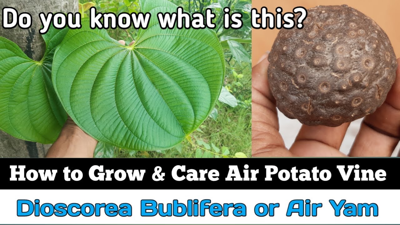 How to Grow Air Potato Vine || How to Grow and Care for Dioscorea ...