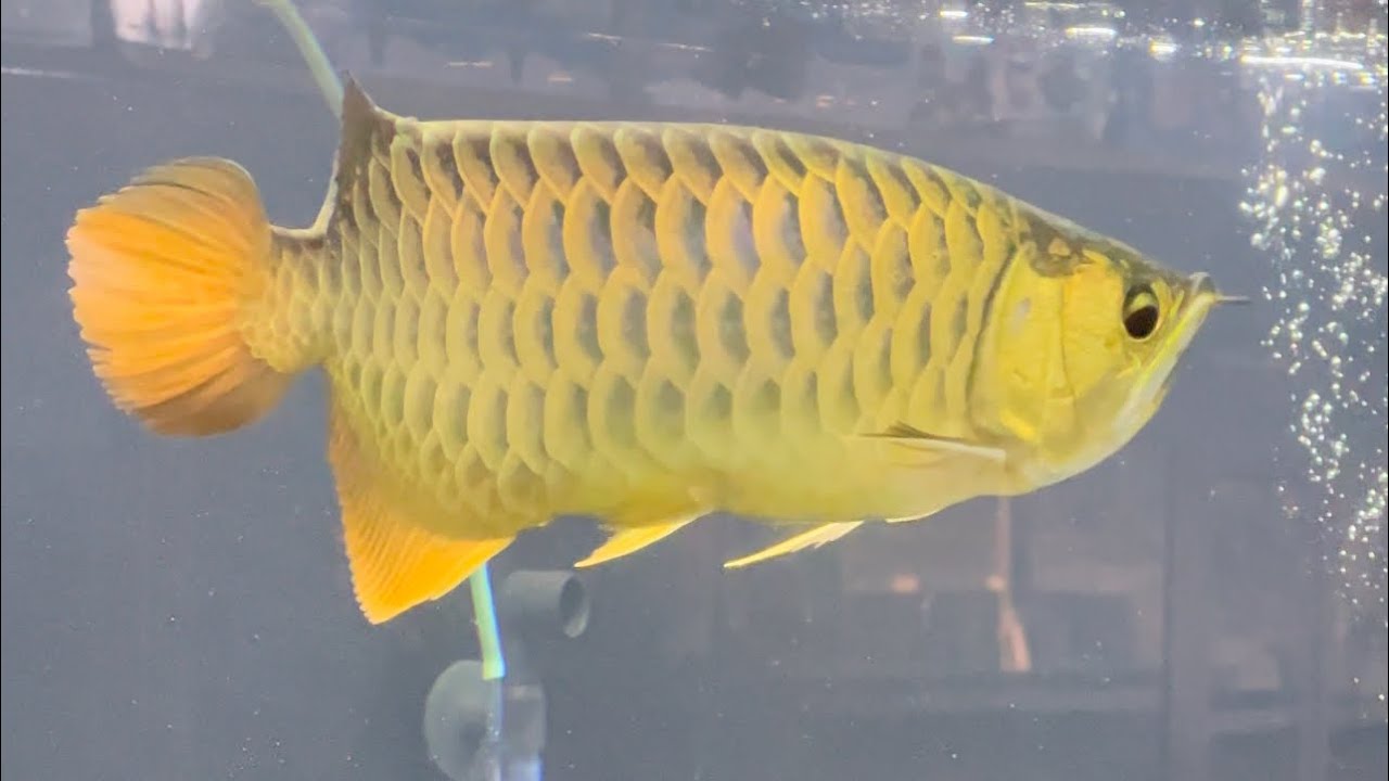 Cross back Golden Arowana - YouTube