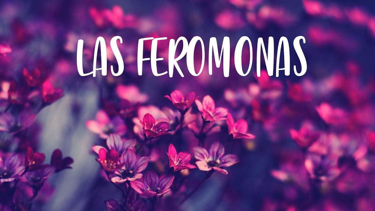 Las Feromonas - Recopilación - YouTube