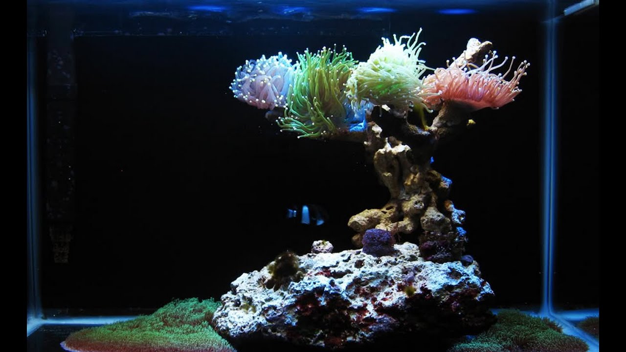 120G & 34G SALTWATER REEF NANO TANK! - YouTube