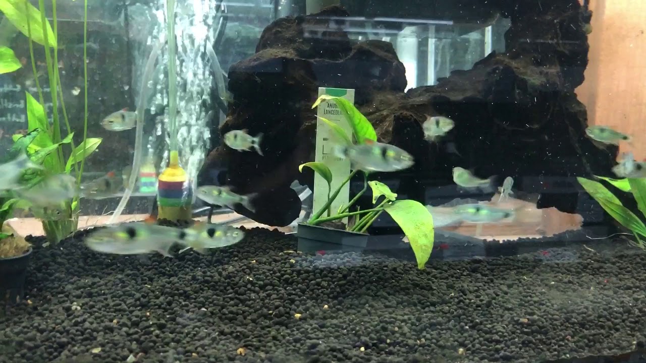 Bucktooth Tetra - Exodon Paradoxus - YouTube