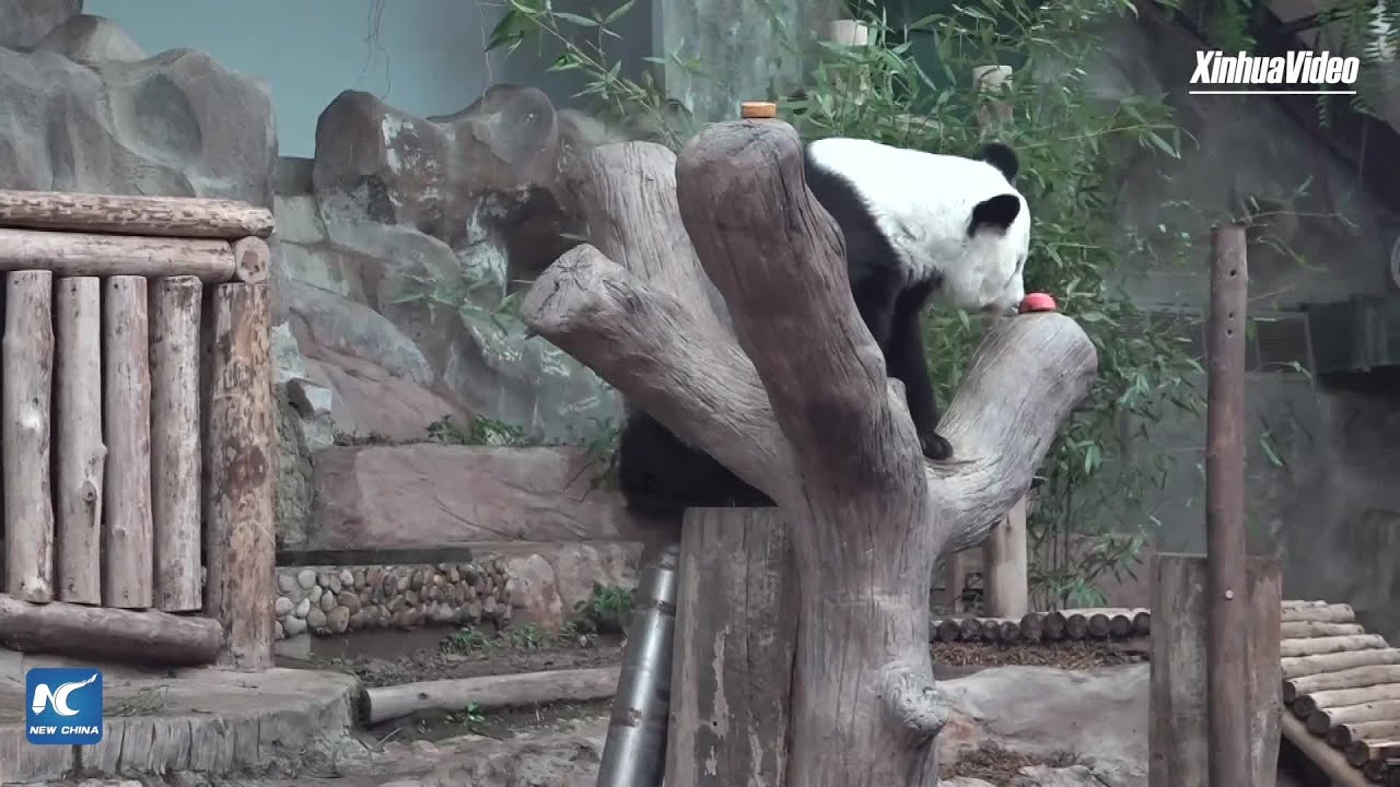 Giant panda Lin Hui's life at Thailand's Chiang Mai Zoo - YouTube