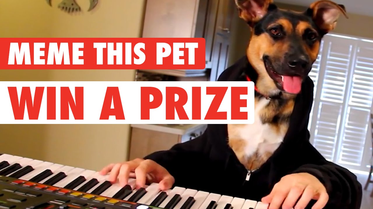 Meme This Pet & Win A Prize! - YouTube