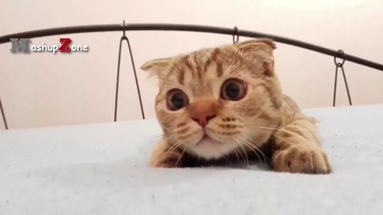 Top Best Funny Cats - YouTube