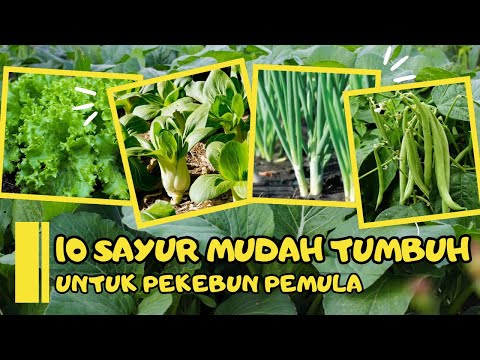 10 Sayuran Mudah Tumbuh dan Cepat Panen Untuk Pekebun Pemula