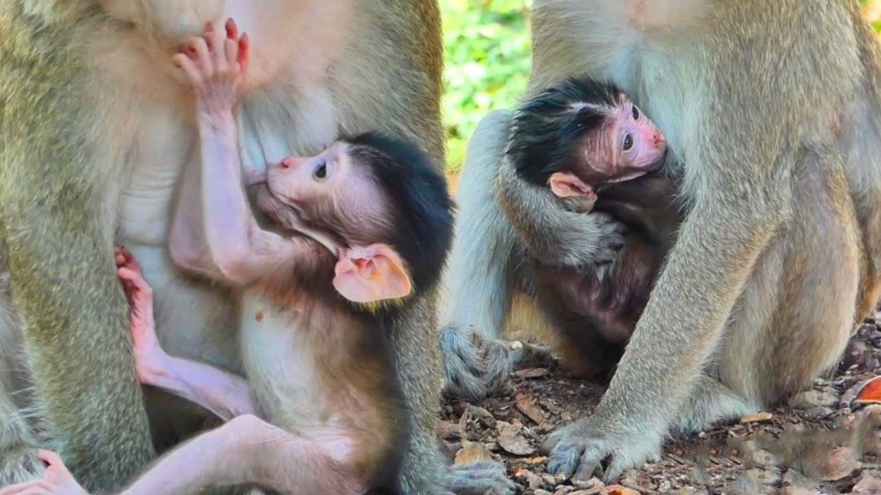 So beautiful both the newborn baby monkeys are getting milk form their ...